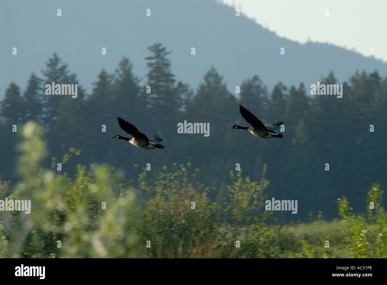 Canadian Geese in Flight Stock Photo - Alamy
