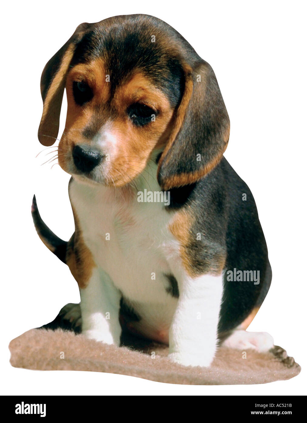 1 animals hi-res stock photography and images - Alamy