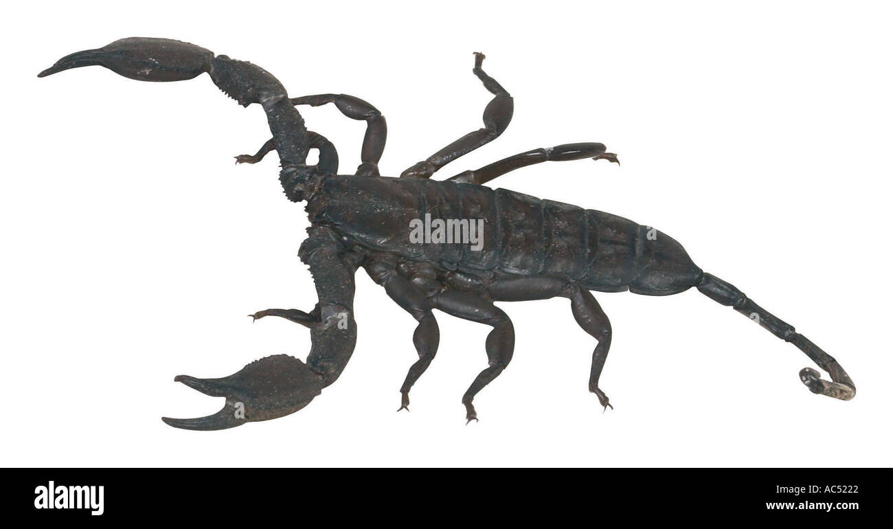 Black scorpion hi-res stock photography and images - Alamy