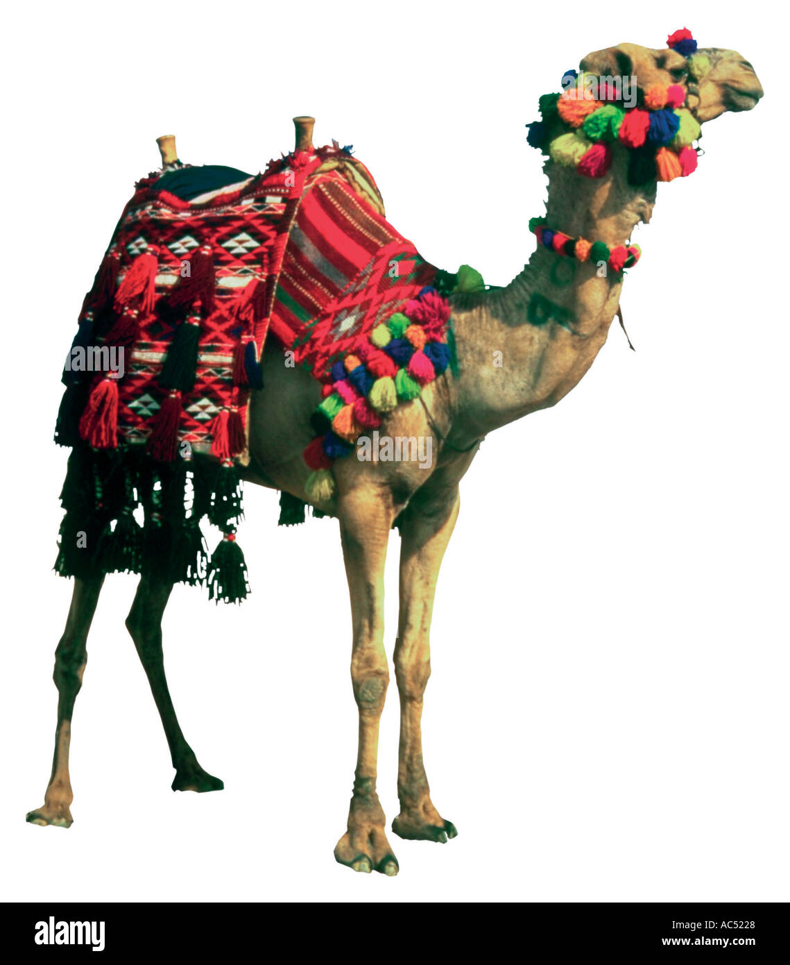 Camel animals hi-res stock photography and images - Alamy