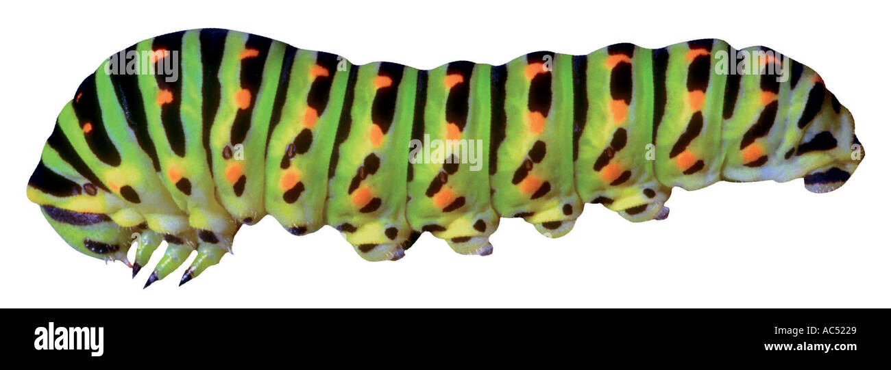 Animals caterpillar jpg Stock Photo - Alamy