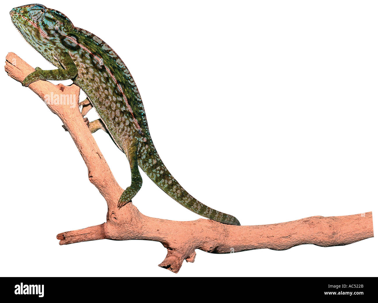 Animals chameleon jpg Stock Photo - Alamy