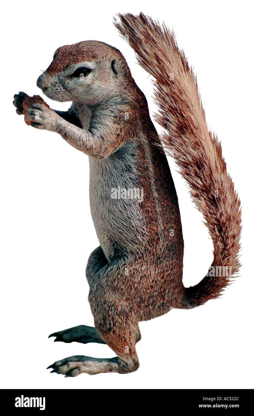 Animals chipmunk jpg Stock Photo - Alamy