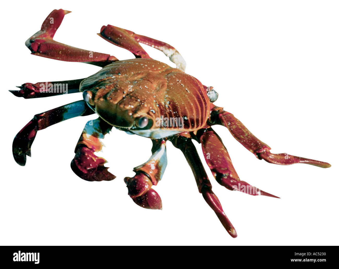 Crab animals Cut Out Stock Images & Pictures - Alamy