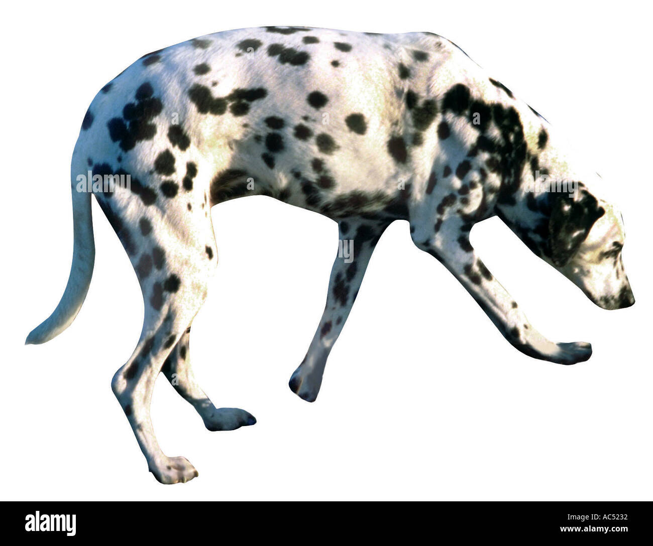 Dalmation dog hi-res stock photography and images - Alamy