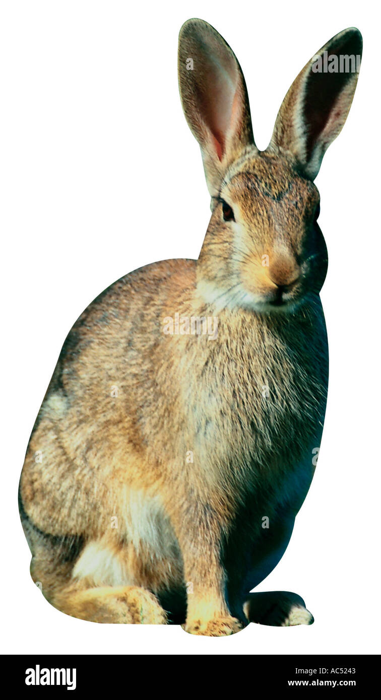 Animals hare jpg Stock Photo - Alamy