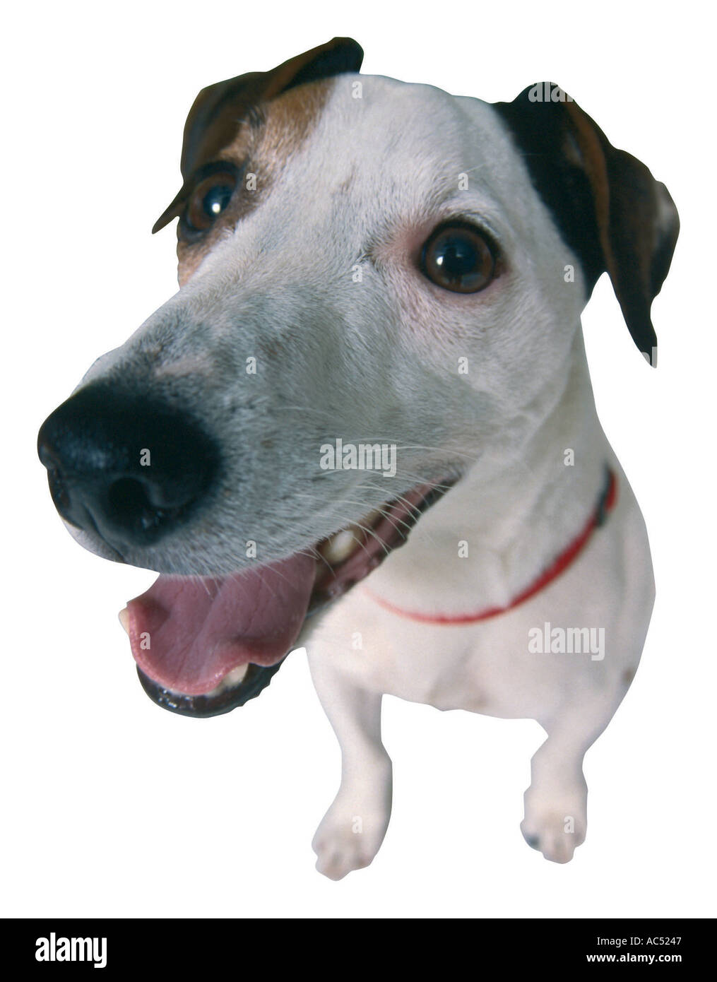 Animals jack russell dog sitting jpg jack russell dog sitting jpg Stock ...