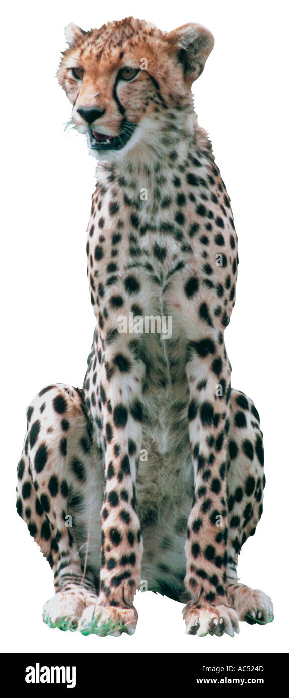 Leopard jpg hi-res stock photography and images - Alamy