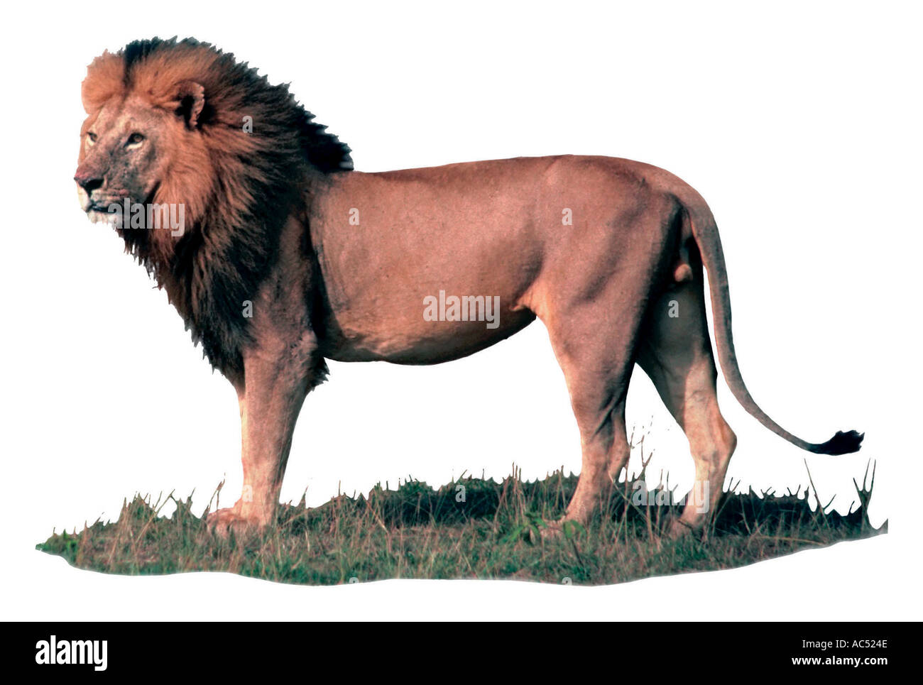 Animals lion jpg Stock Photo - Alamy