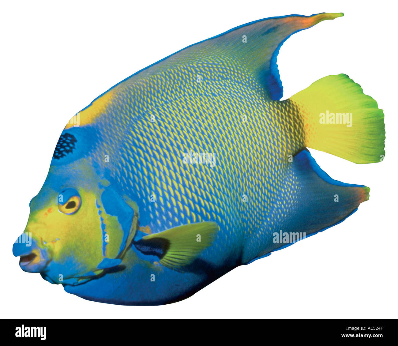 Animals marine fish 4 jpg marine fish Stock Photo - Alamy