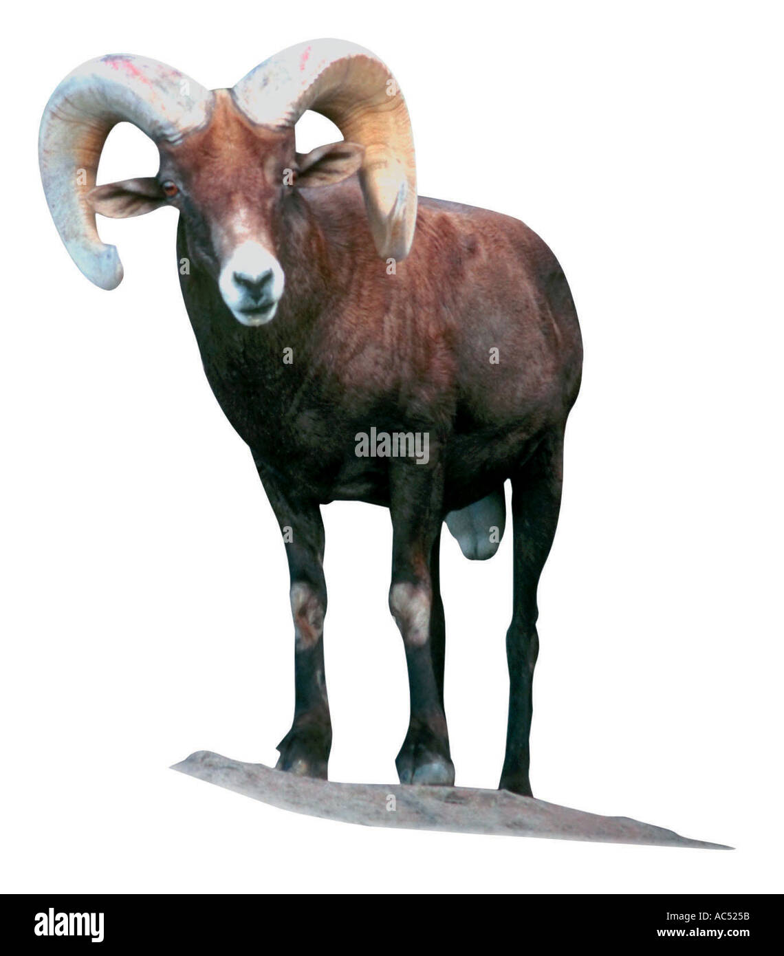 Ram with Cut Out Stock Images & Pictures - Alamy
