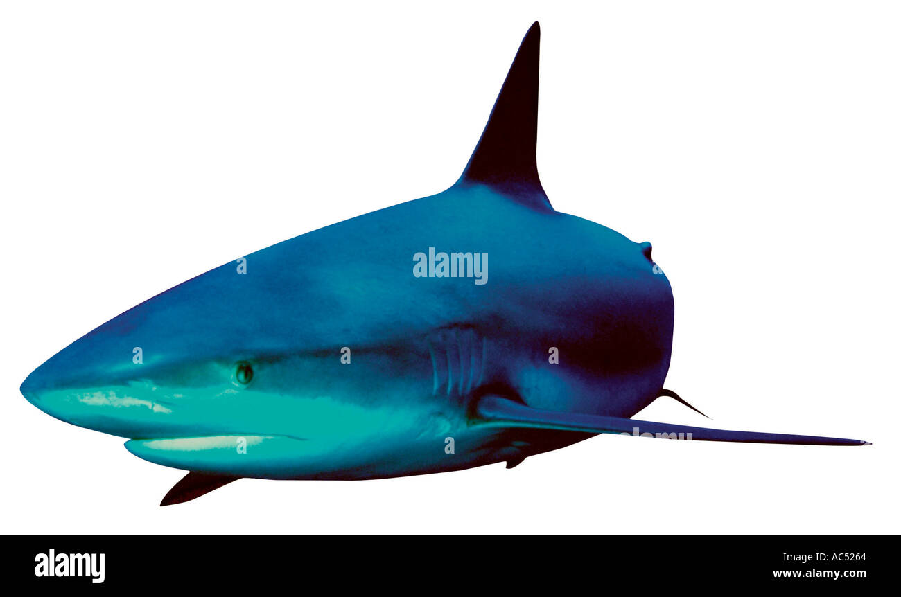 Animals shark jpg Stock Photo - Alamy