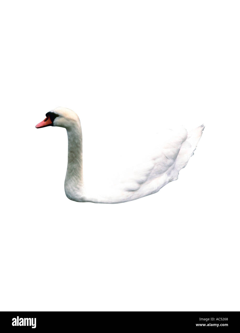 The swan Cut Out Stock Images & Pictures - Alamy