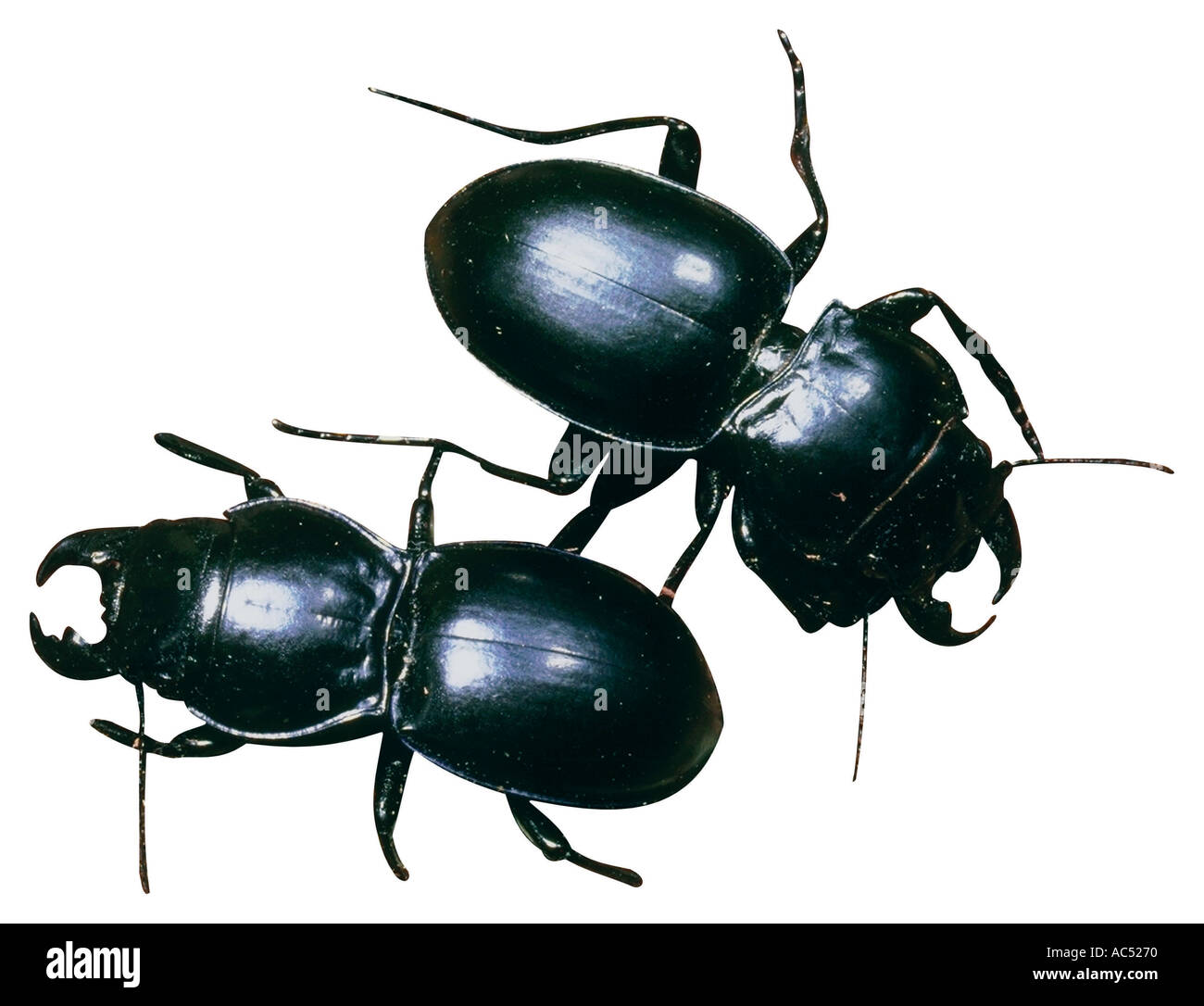 Two beetles hi-res stock photography and images - Alamy