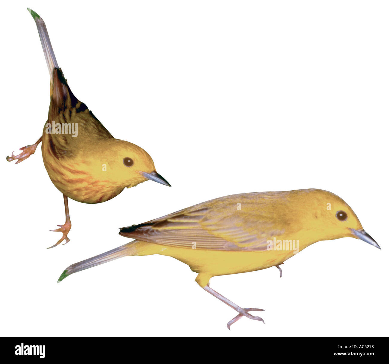 Two yellow birds hi-res stock photography and images - Alamy