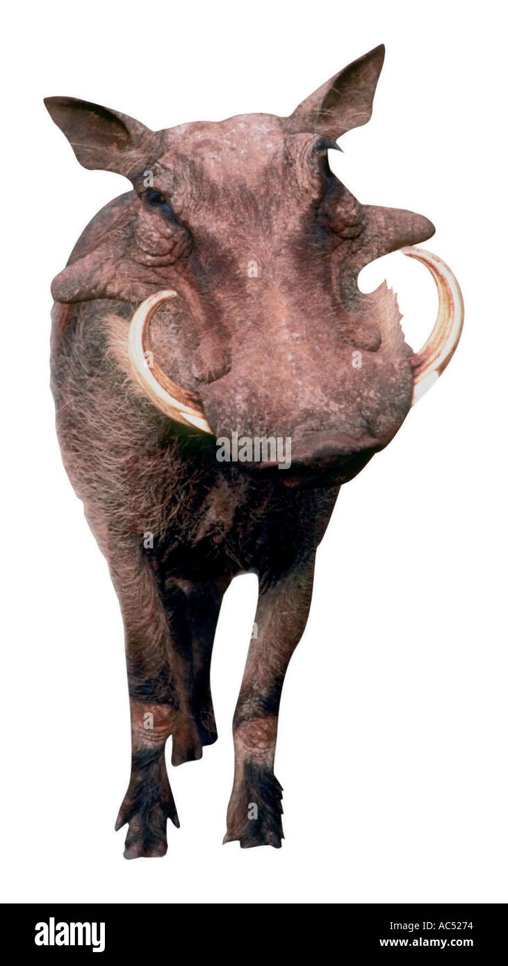 Animals warthog jpg Stock Photo - Alamy