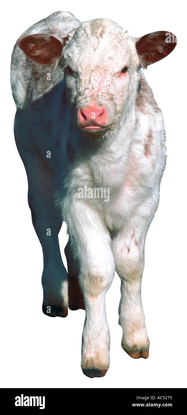 Calf animals Cut Out Stock Images & Pictures - Alamy