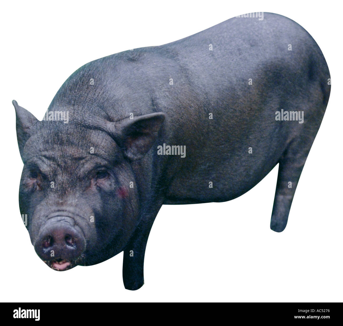 Animals wild boar jpg wild boar jpg Stock Photo - Alamy
