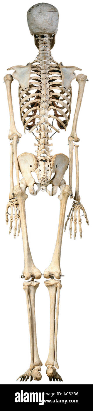 Education human skeleton jpg human skeleton jpg Stock Photo - Alamy
