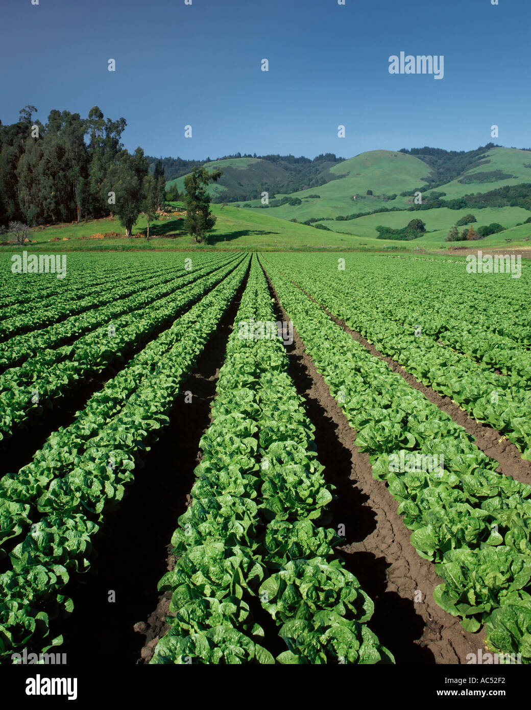 ROMAINE LETTUCE field SALINAS VALLEY CALIFORNIA Stock Photo - Alamy