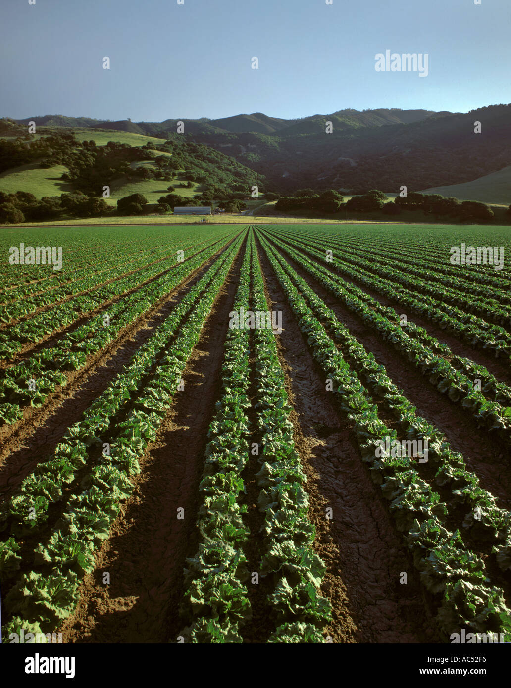 A field of BUTTER LETTUCE grows in CENTRAL CALIFORNIA Stock Photo - Alamy