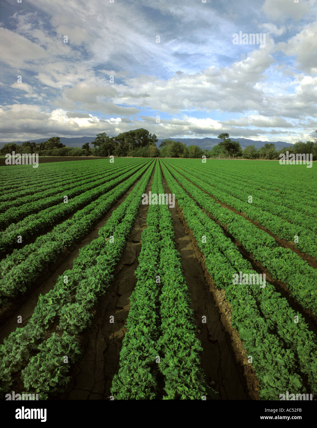A field of CURLY LEAF LETTUCE flourishes in CENTRAL CALIFORNIA Stock ...
