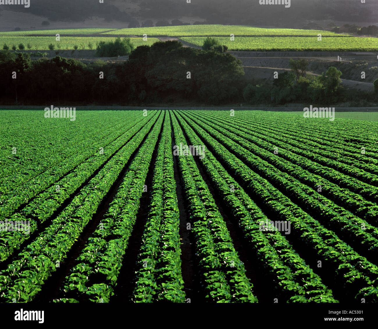 A field of ROMAINE LETTUCE flourishes in a field in CENTRAL CALIFORNIA ...