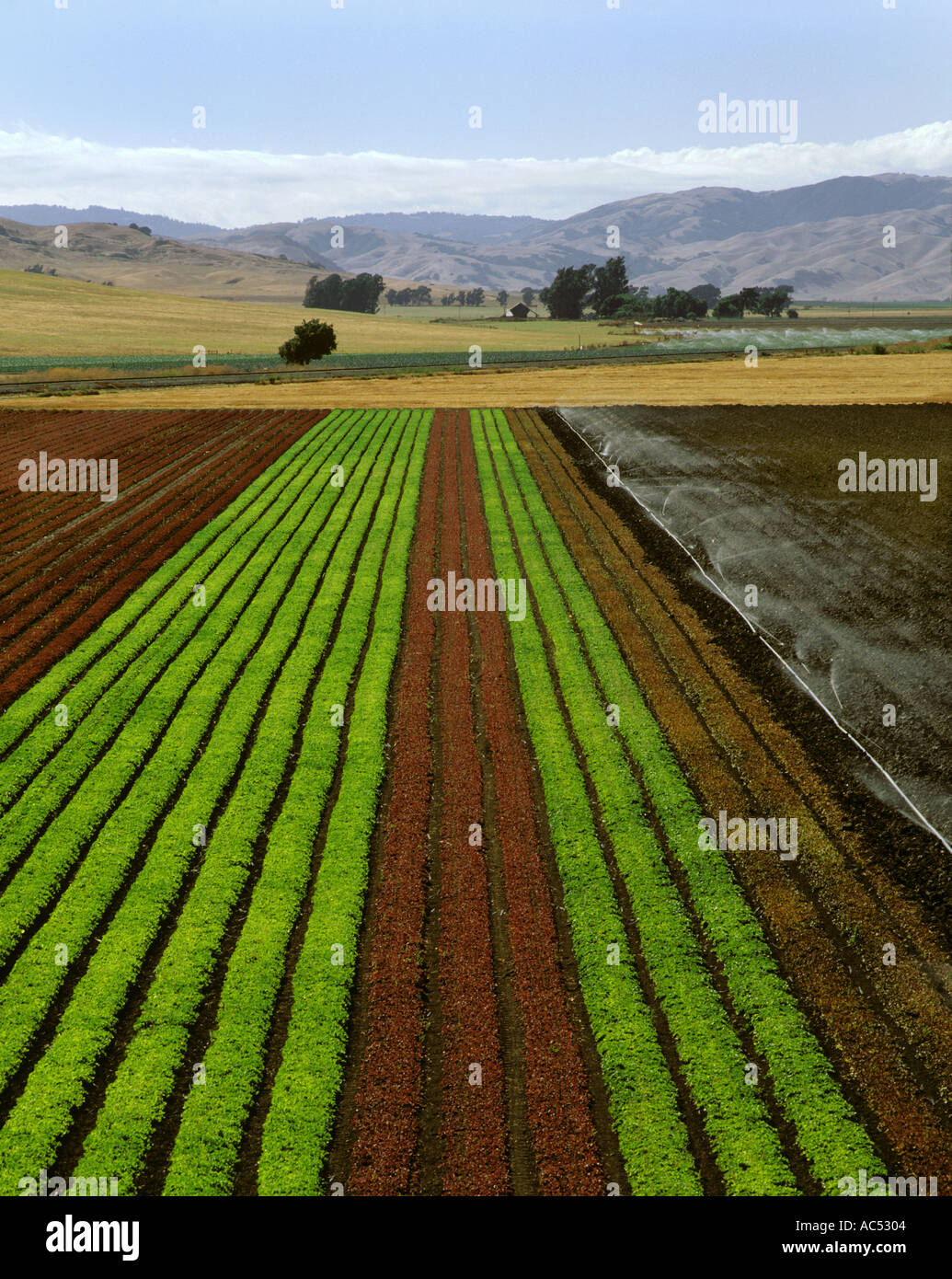 RED GREEN CURLY LEAF LETTUCE grows in the rich farmland of CENTRAL ...