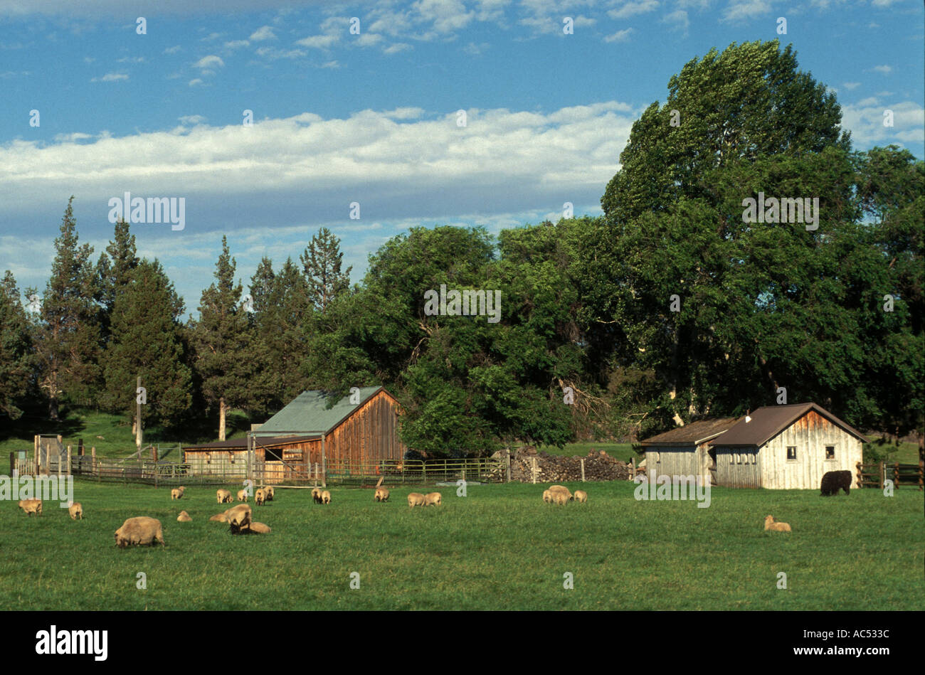 Front farms sheep hi-res stock photography and images - Alamy