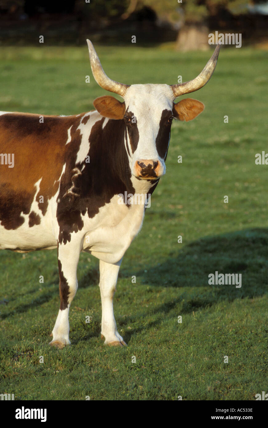 A TEXAS LONGHORN COW with a magnificent rack of HORNS in a pasture ...