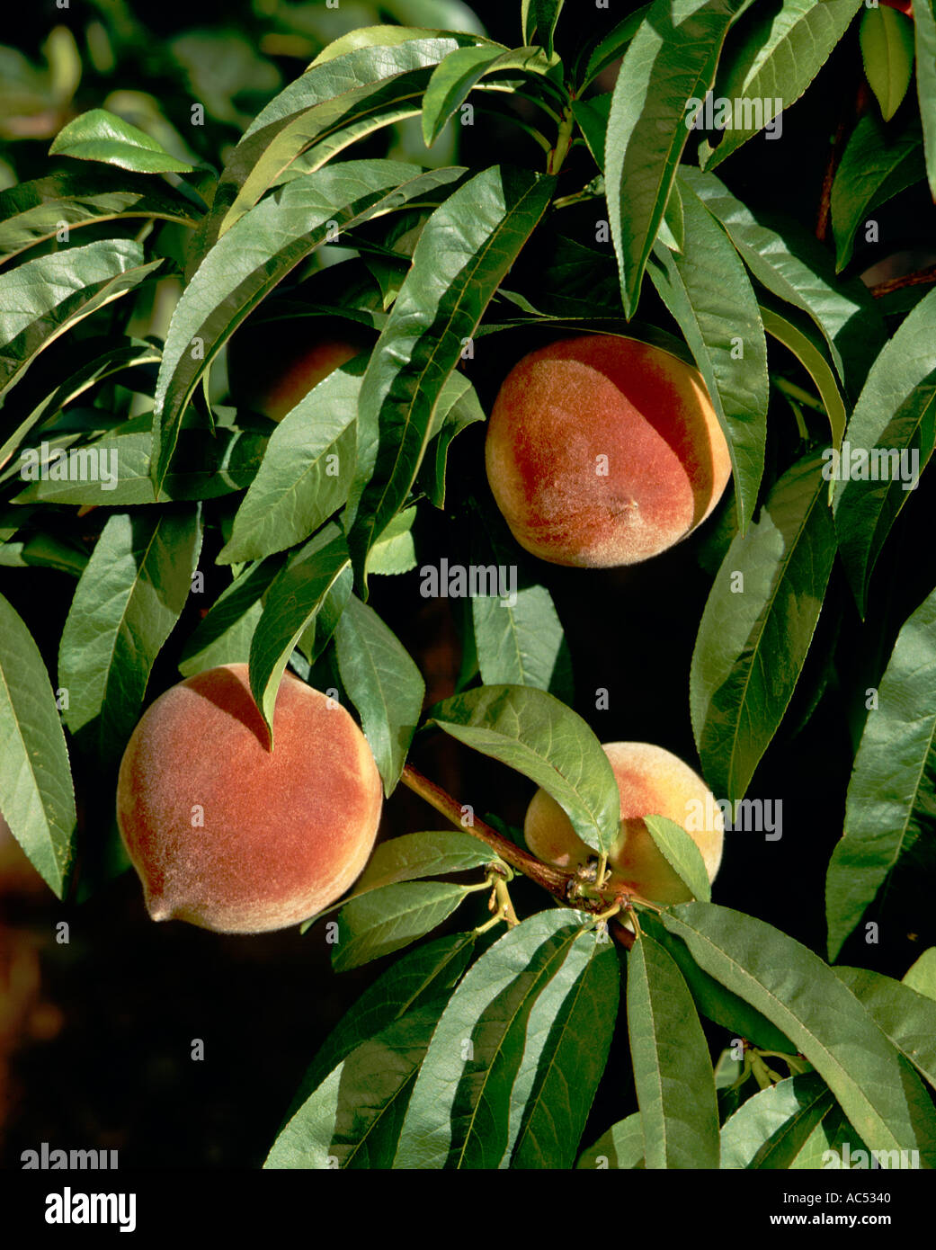PEACHES on the tree CALIFORNIA Stock Photo - Alamy