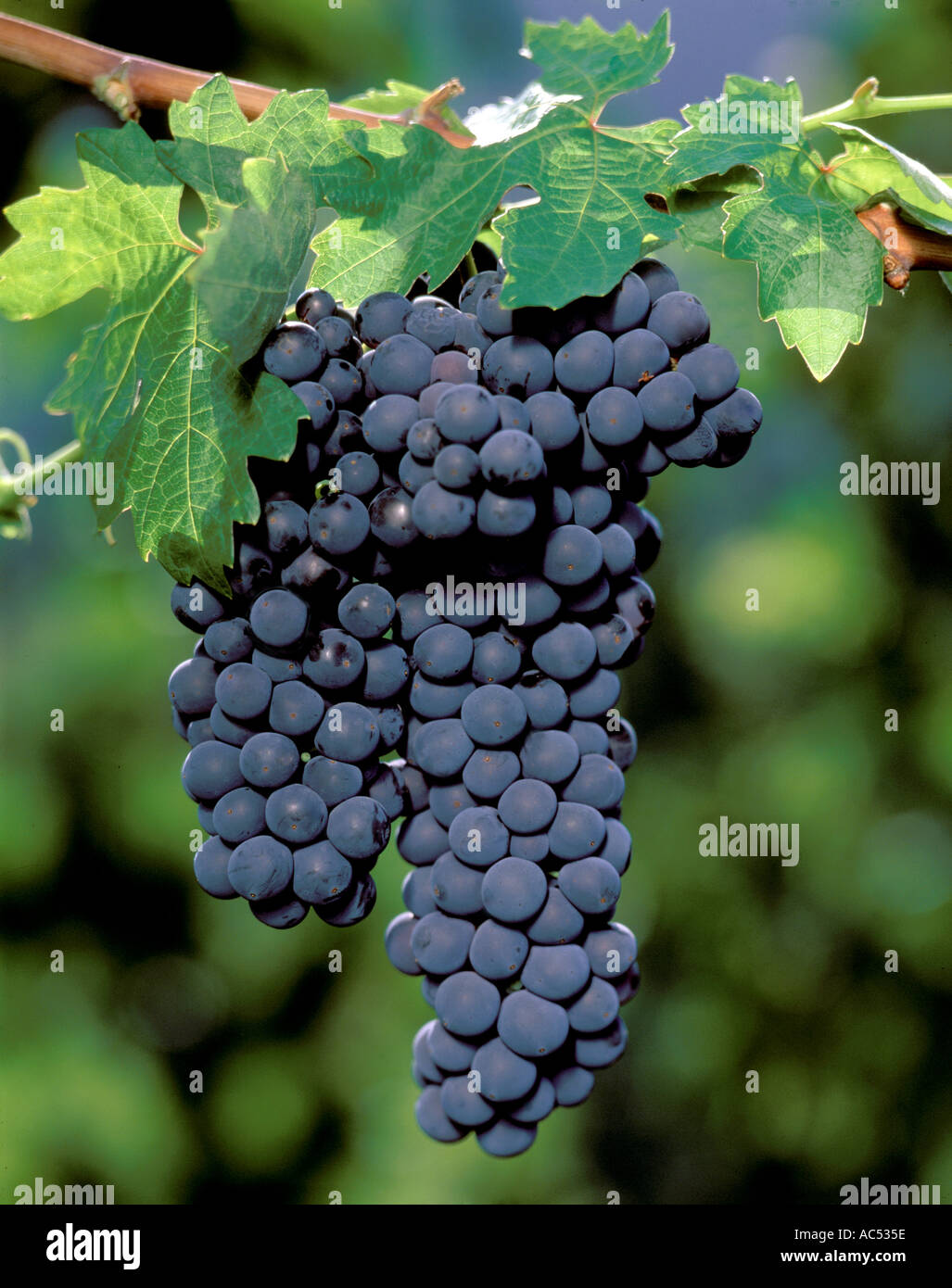 A beautiful cluster of ZINFANDEL WINE GRAPES ripen in the sun Stock ...