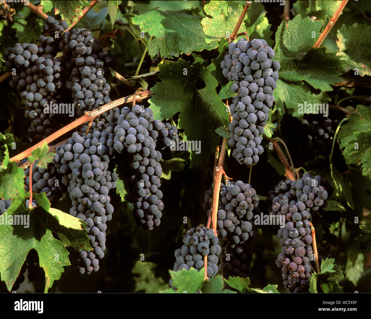 CABERNET SAUVIGNON wine grapes ready for harvest Stock Photo - Alamy