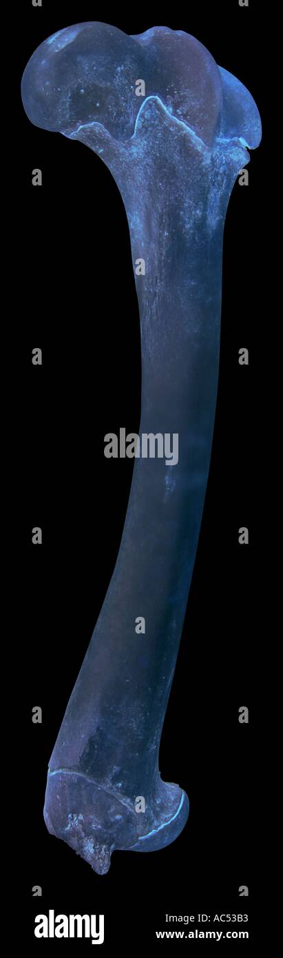 Bone jpg Culture Stock Photo - Alamy