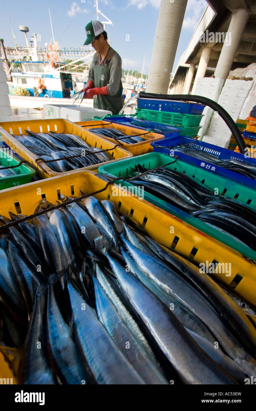 Korean Fish Industry Workers Packing Fresh Fish into Crates at Docks ...