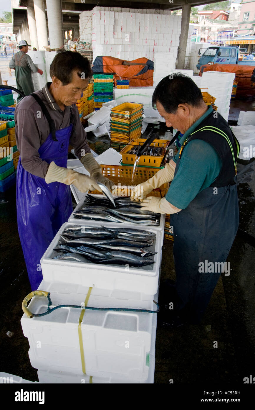 Korean Fish Industry Workers Packing Fresh Fish into Crates at Docks ...