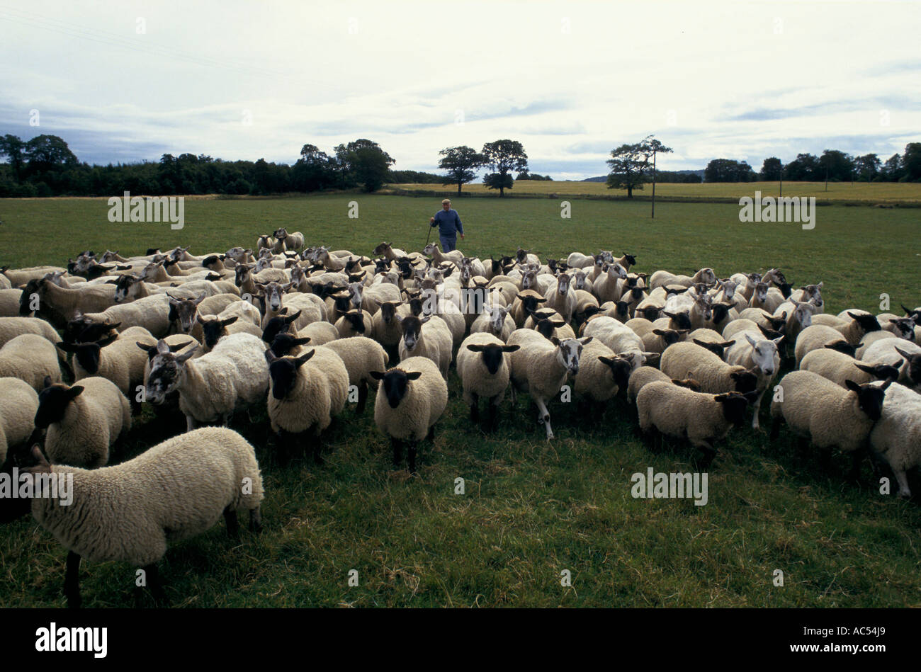 Herding stick hi-res stock photography and images - Alamy