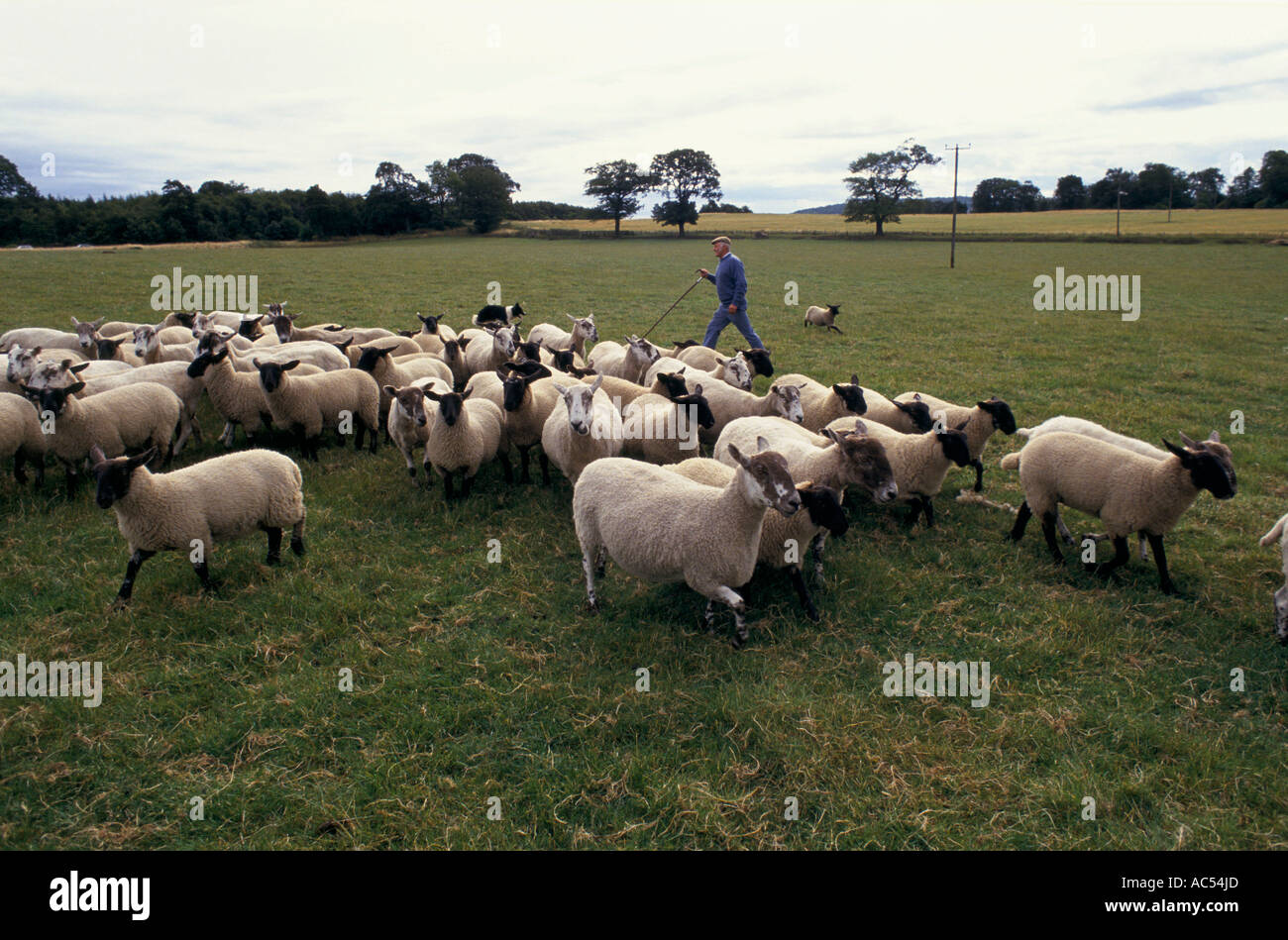 Shepherd sheep dogs hi-res stock photography and images - Alamy