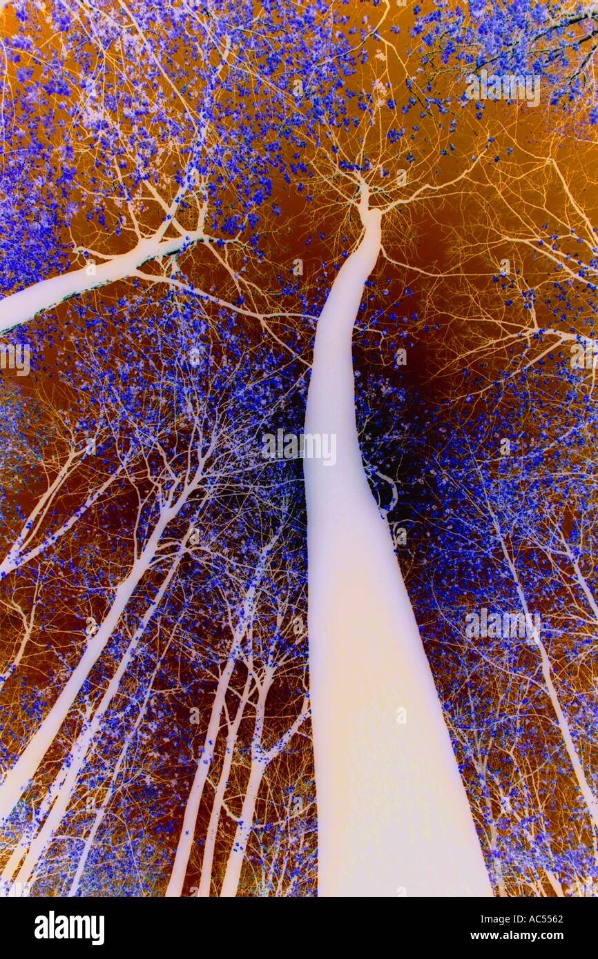 vertical tree tall unusual sun sky long verticals trees height rare ...