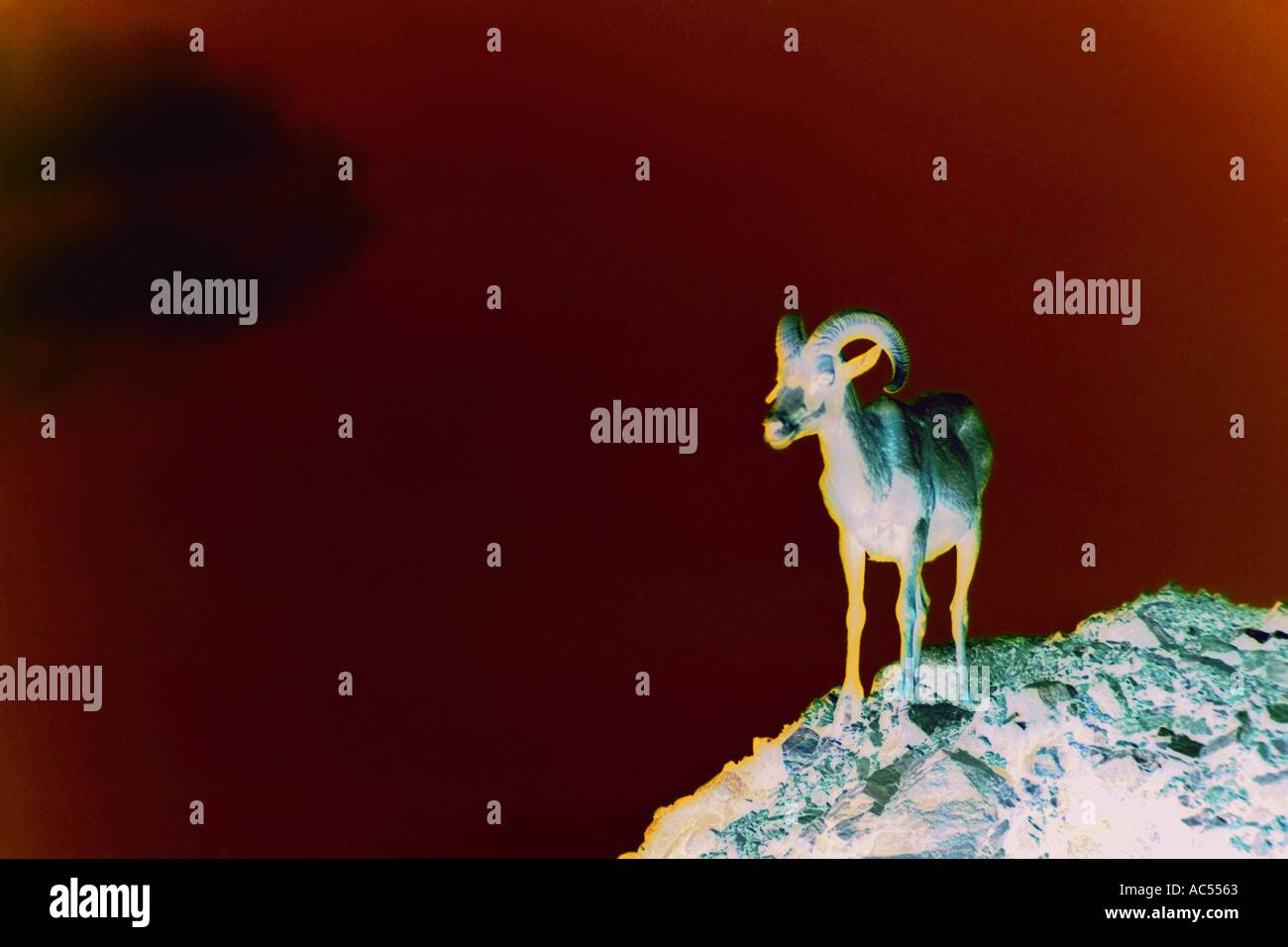 Animal cloud mountain goat mountain goat sky clouds outside Stock Photo ...