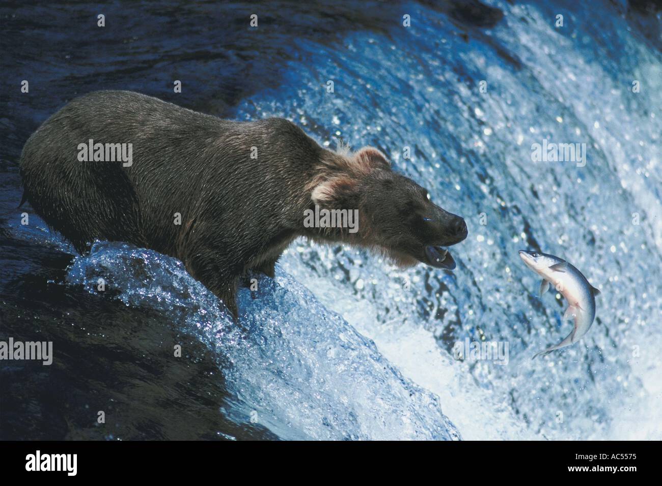 Animal bear fish waterfall Stock Photo - Alamy