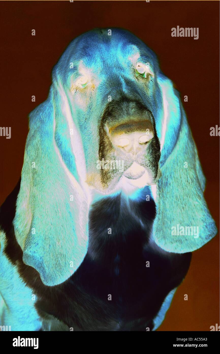 Bassett hound dog hi-res stock photography and images - Alamy