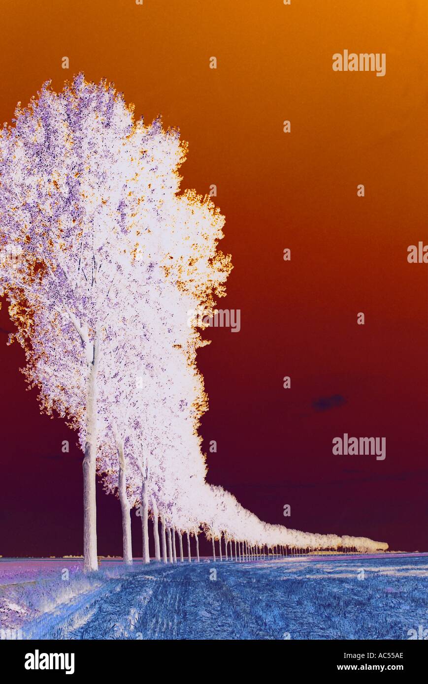 agriculture Backdrop blue cloud farm field row Scenery Scenery sky tree ...