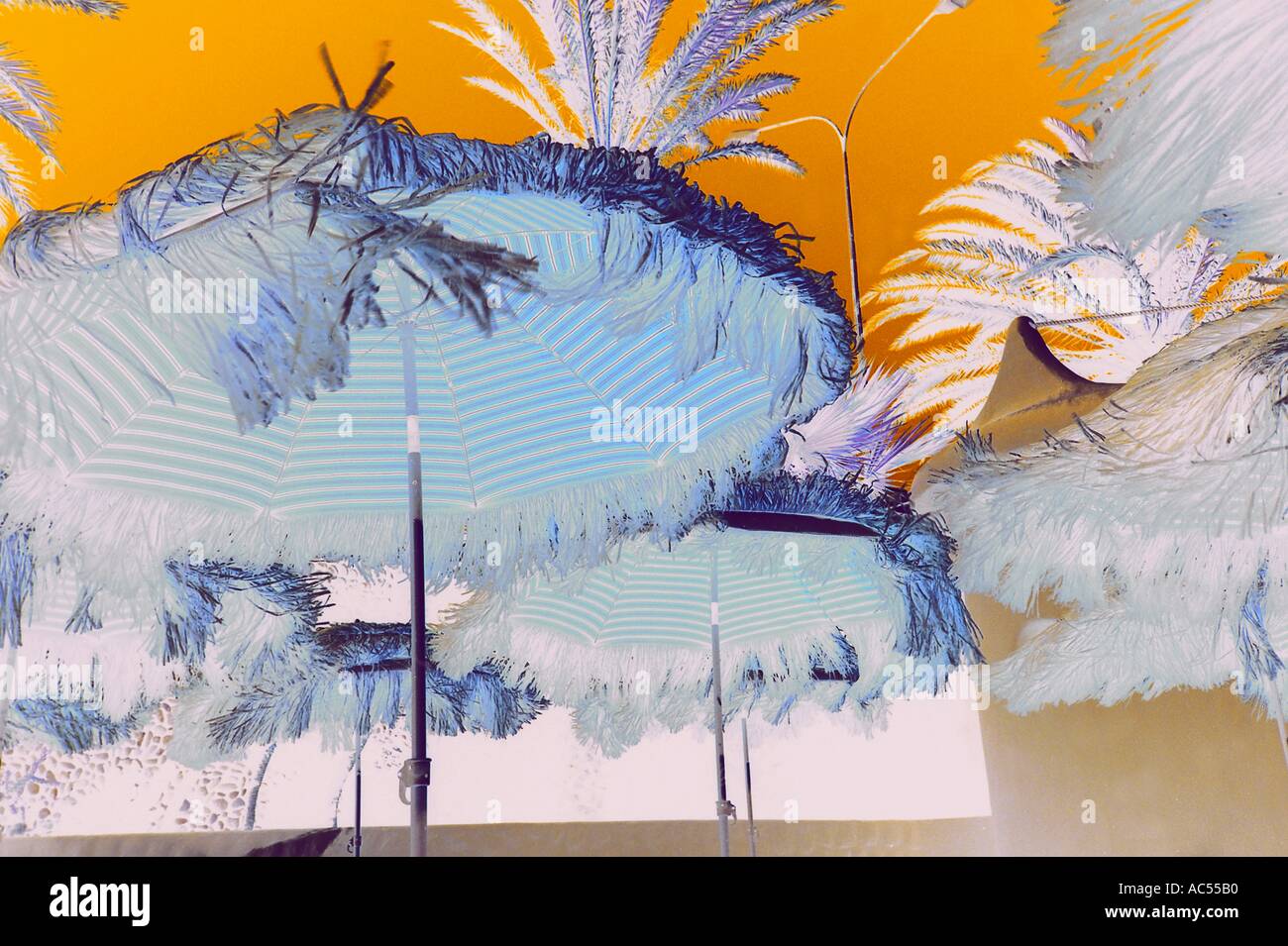 Backdrop holiday parasol Scenery Scenery sky sun tree umbrella outside ...