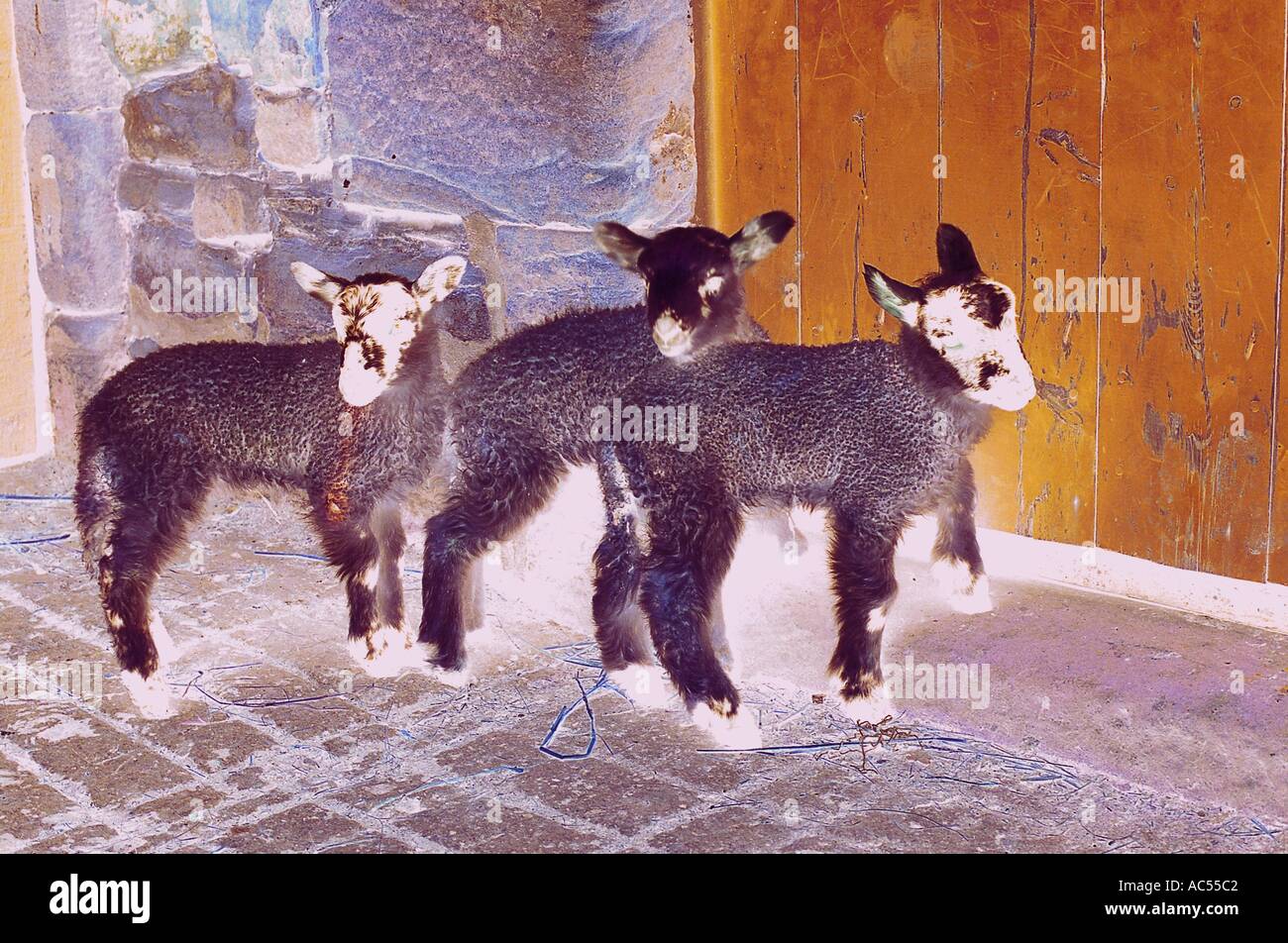 Animal lamb sheep Stock Photo - Alamy
