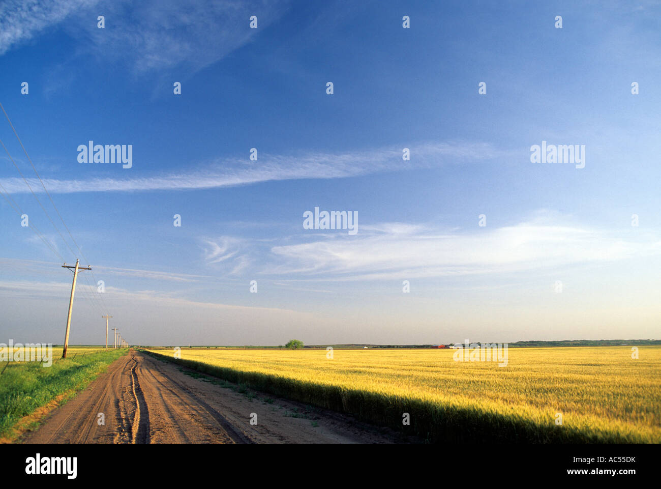 RUTTED COUNTRY ROAD AND WHEAT FIELD. LONE WOLF, OKLAHOMA. SPRING Stock ...