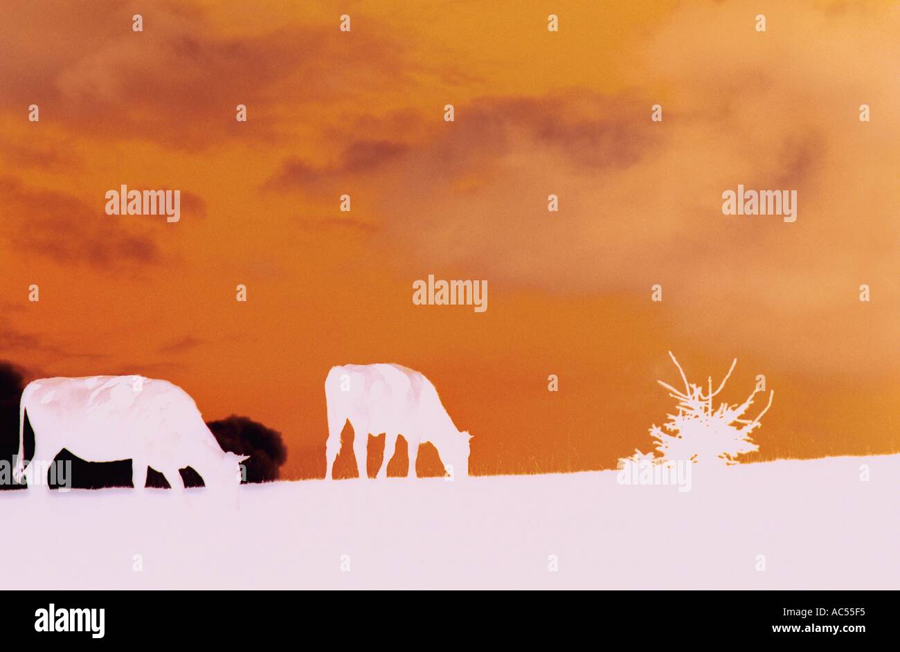 Animal blue cattle cloud cow sky clouds outside Stock Photo - Alamy