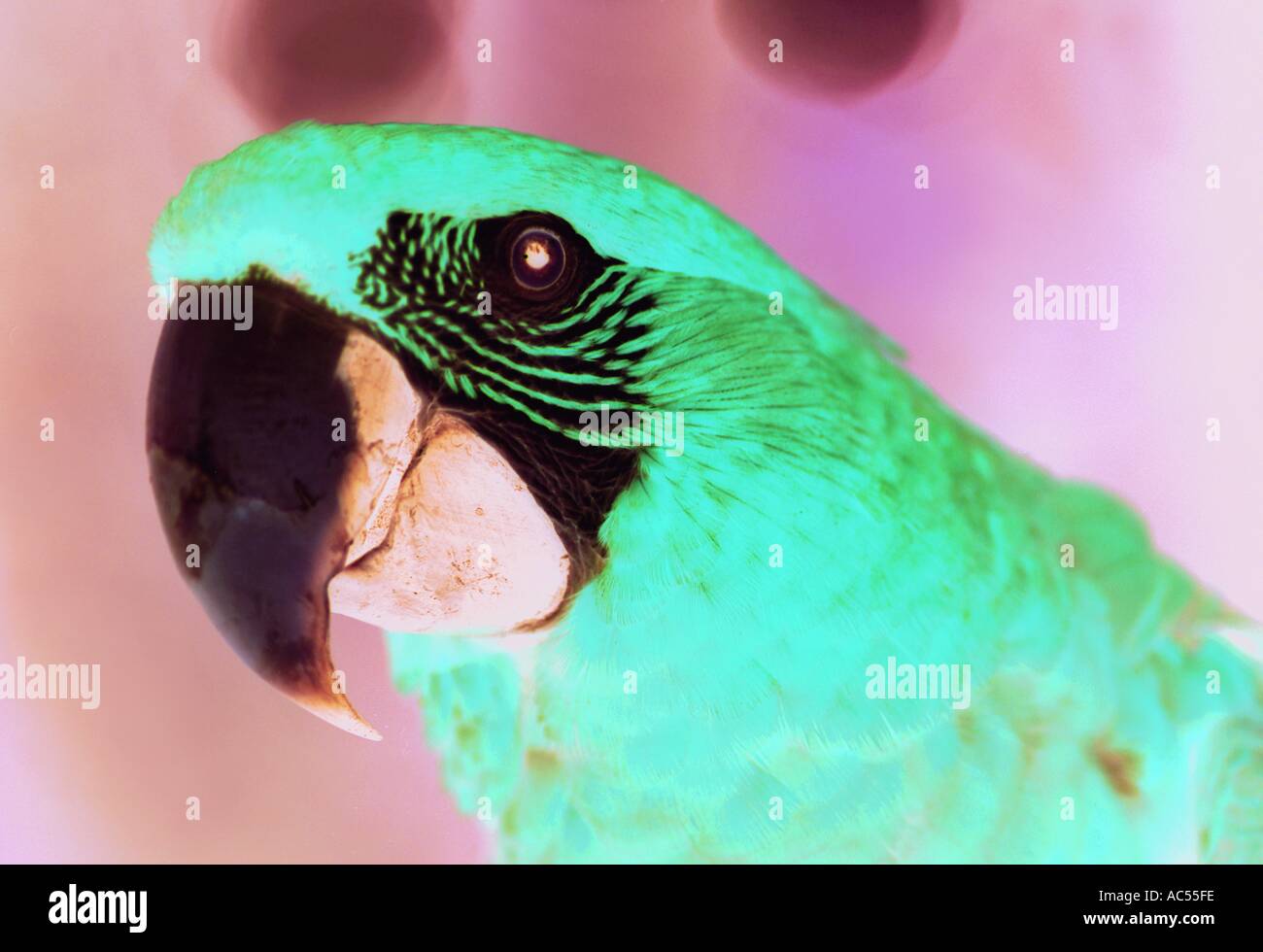 Animal parrot red Stock Photo - Alamy
