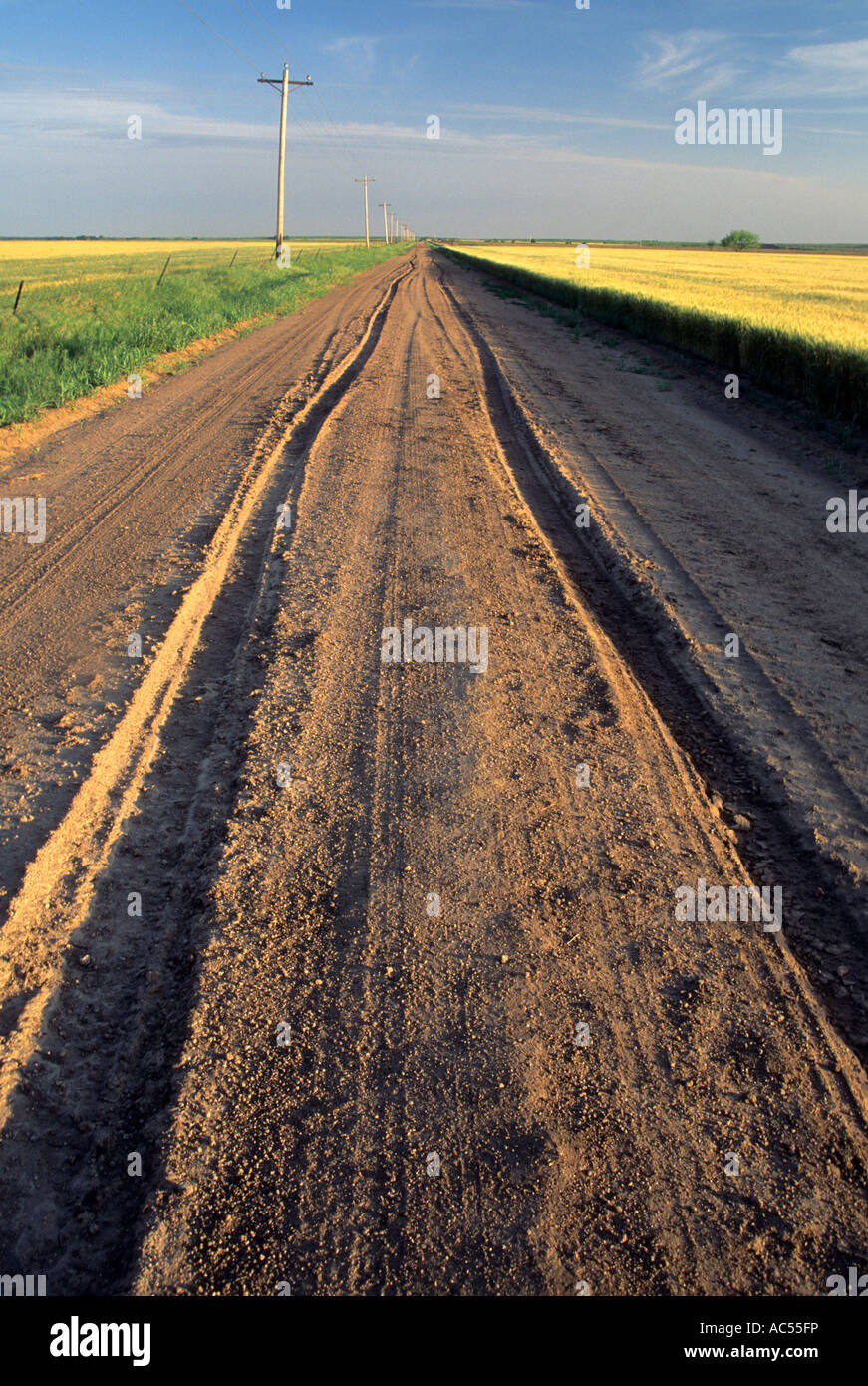 RUTTED COUNTRY ROAD AND WHEAT FIELDS. LONE WOLF, S.W. OKLAHOMA. SPRING ...