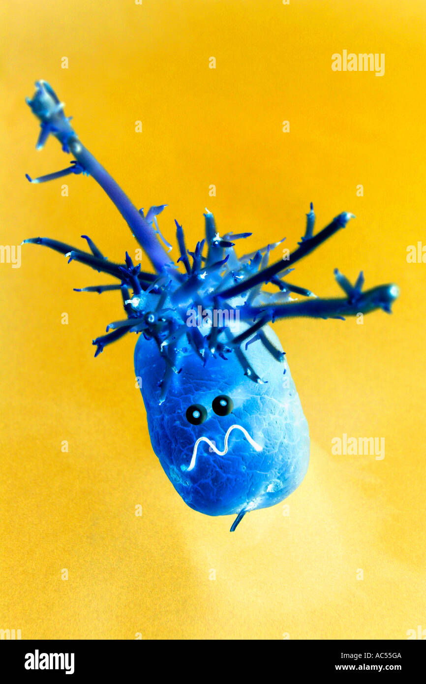 Sprouting potato head with funny face Stock Photo - Alamy